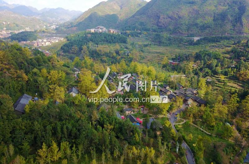 贵州盘州银杏落叶满地金 人民图片网