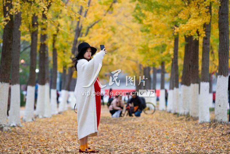 南京：初冬银杏美-人民图片网