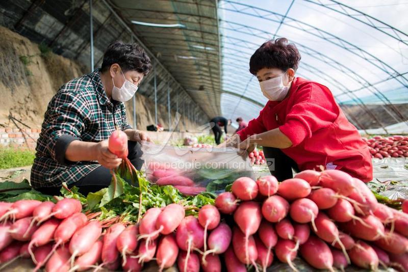 呼和浩特合作社助推乡村振兴 人民图片网