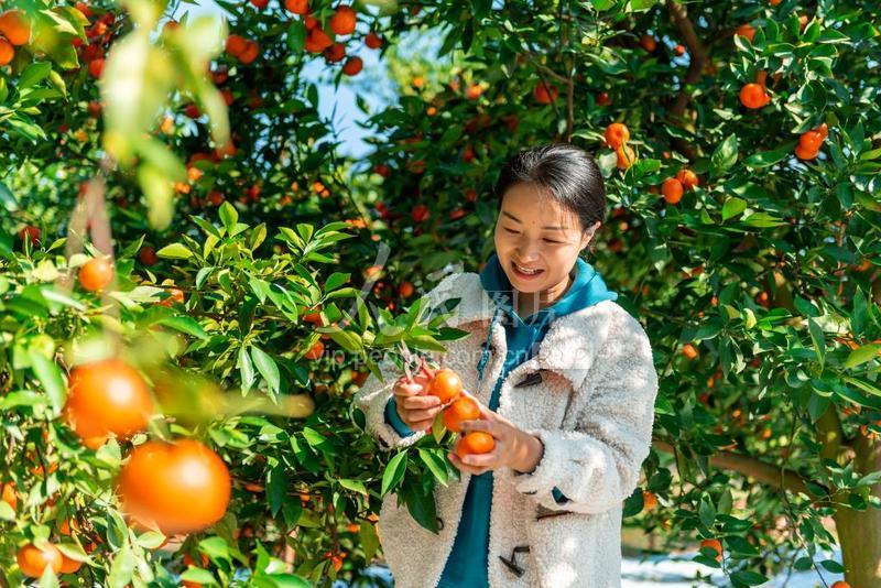 江西新干红桔喜丰收 人民图片网