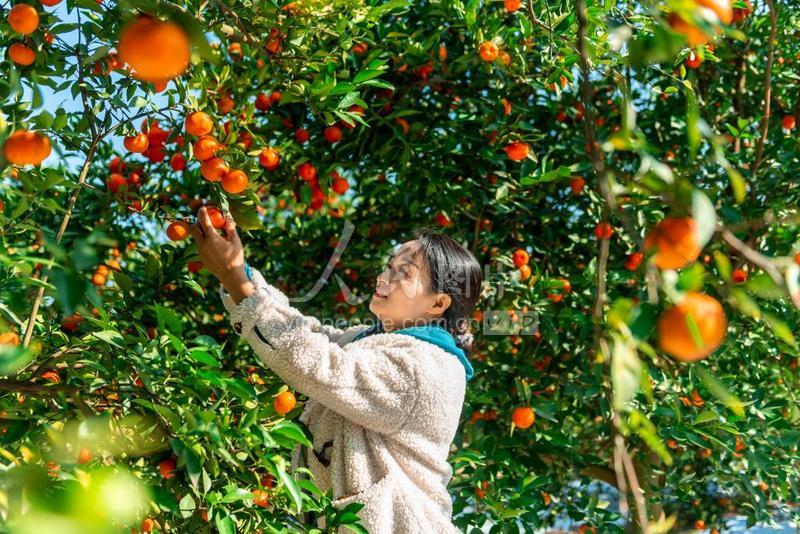 江西新干红桔喜丰收 人民图片网