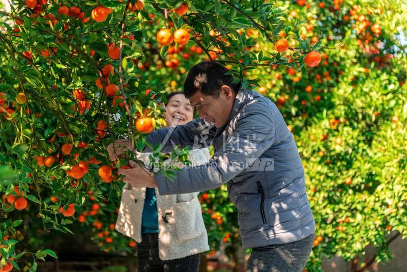 江西新干红桔喜丰收 人民图片网