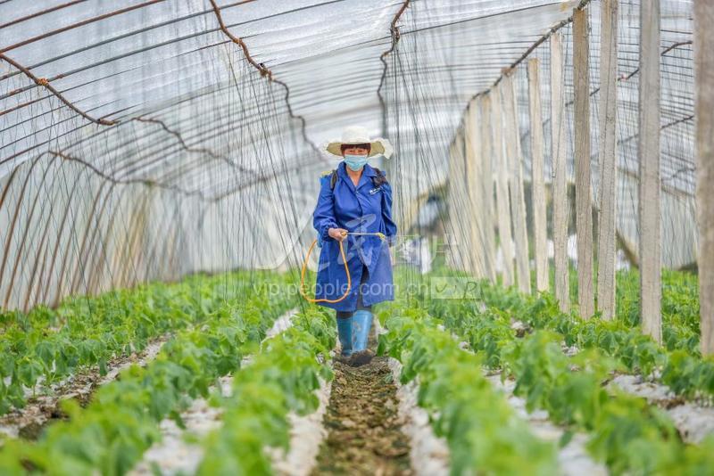 湖北荆州春管备耕忙 人民图片网