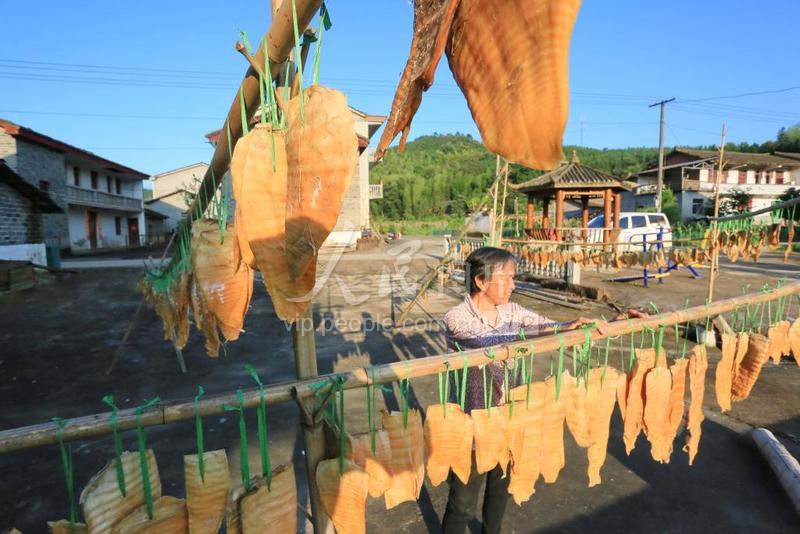 江西金溪笋干飘香助增收 人民图片网
