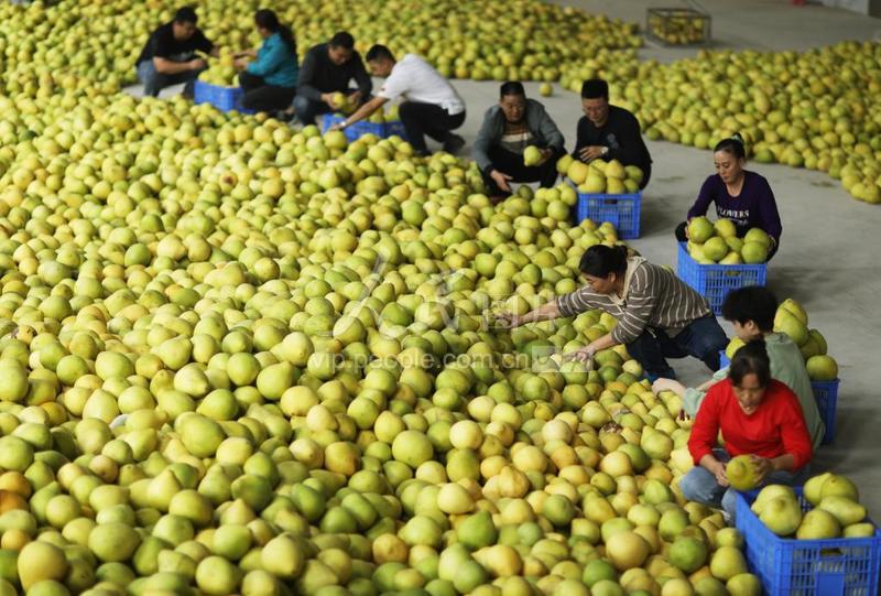 贵州赤水红心蜜柚 助农增收 人民图片网