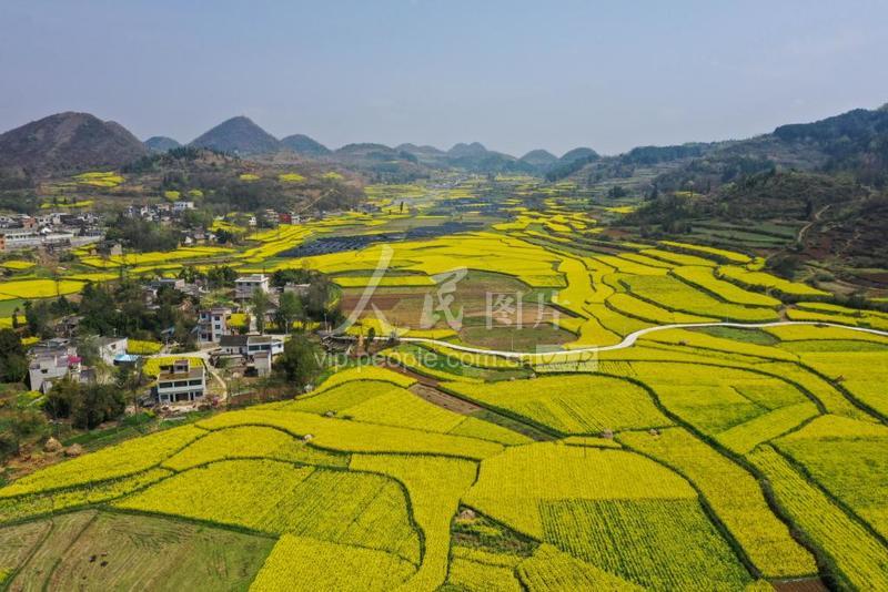 贵州黔西：油菜花开乡村美-人民图片网