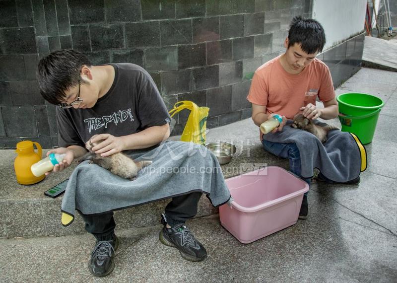 四川汶川：呵护小熊猫健康成长-人民图片网