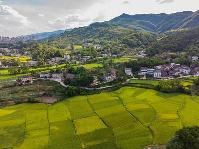 重庆巴渝粮仓 稻谷金黄 人民图片网