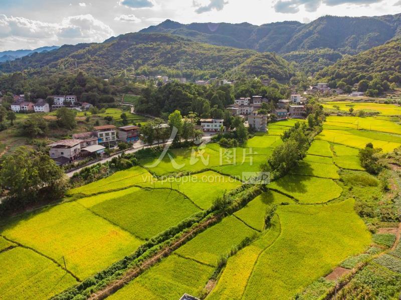重庆巴渝粮仓 稻谷金黄 人民图片网