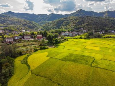 重庆巴渝粮仓 稻谷金黄 人民图片网