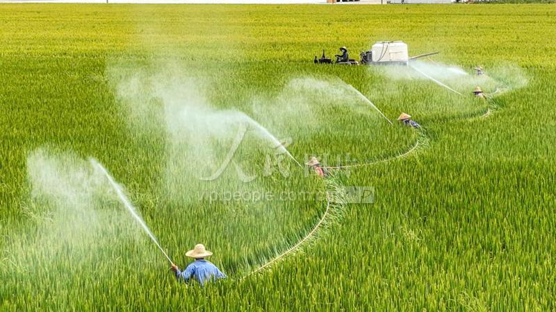 安徽庐江：全力防治水稻后期病虫害确保秋粮丰产丰收 人民图片网