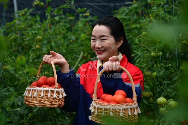 安徽阜阳绿色蔬菜助农增收 人民图片网