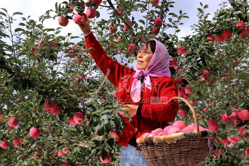 甘肃静宁苹果红 喜丰收 人民图片网