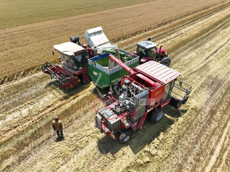 山东聊城：芒种至麦收忙-人民图片网