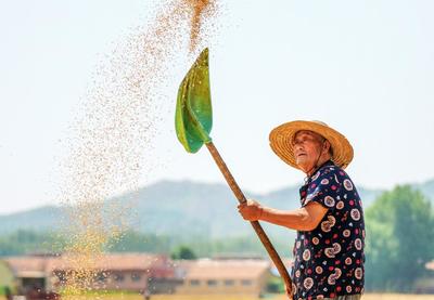 山东胶州芒种时节麦收忙 人民图片网