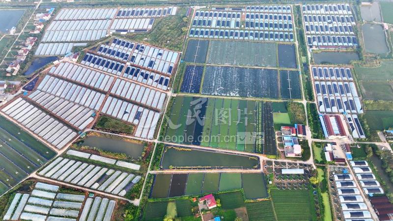 江苏连云港:“一村一品”特色产业 助推乡村振兴 人民图片网