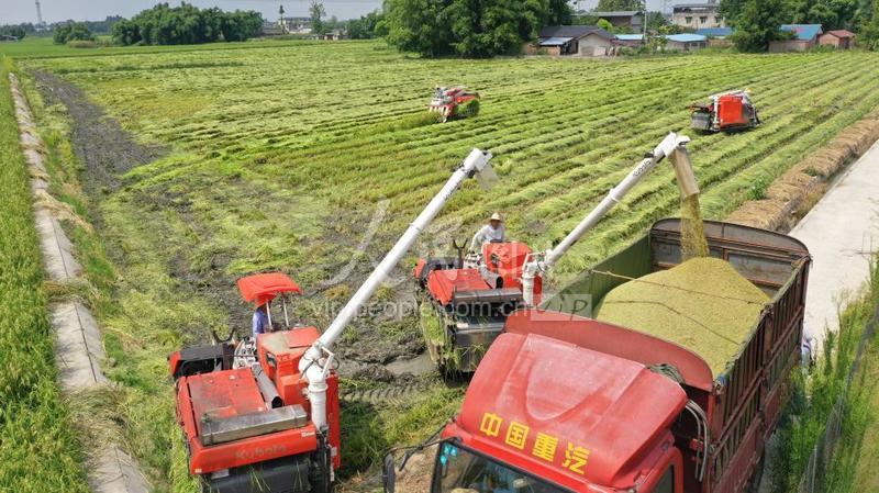 四川眉山收割稻谷 人民图片网