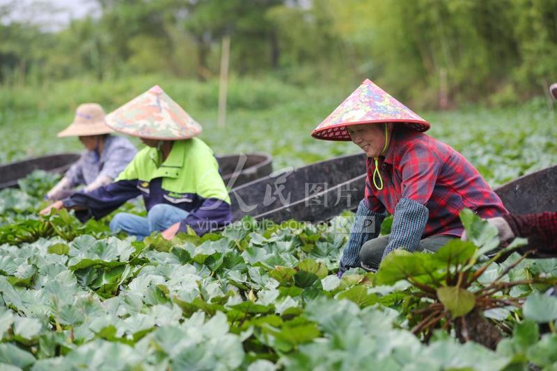 浙江德清采收菱角 人民图片网