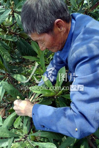 杭州：塘栖枇杷满枝头-人民图片网