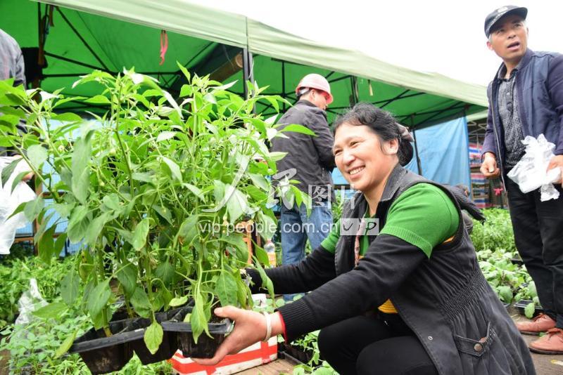 浙江建德：蔬菜秧苗俏市场-人民图片网