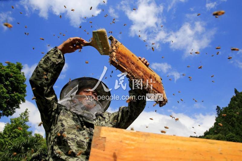 广西柳州：悬崖上采割夏至蜜-人民图片网