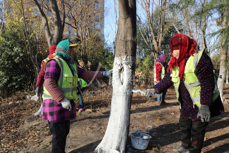 江苏阜宁：树木刷白“添衣御寒”-人民图片网