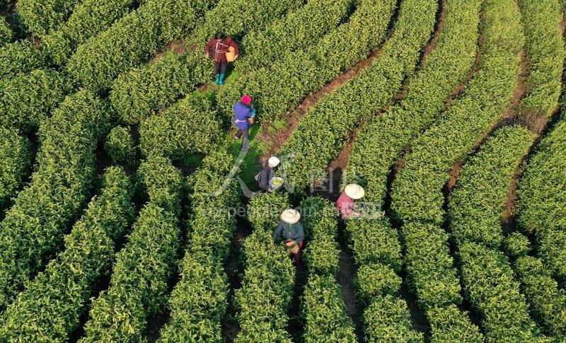 江西永丰：扶贫茶园开采-人民图片网