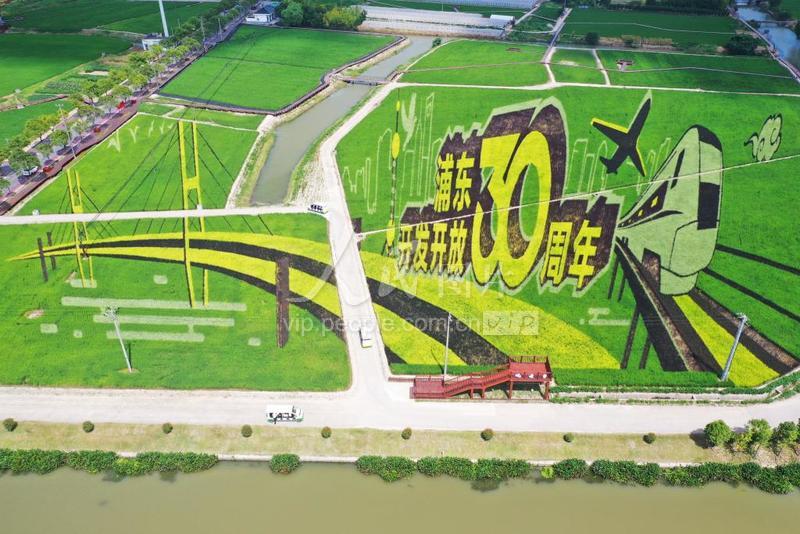 上海：浦东农田现巨幅3D水稻画-人民图片网