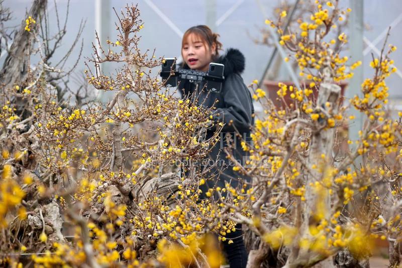 河南鄢陵：“花都”蜡梅开-人民图片网