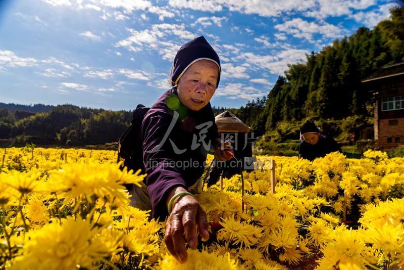 湖南通道：采菊忙-人民图片网