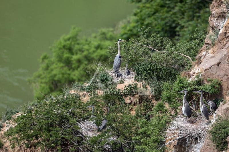 山西平陆：苍鹭安家在黄河崖壁-人民图片网