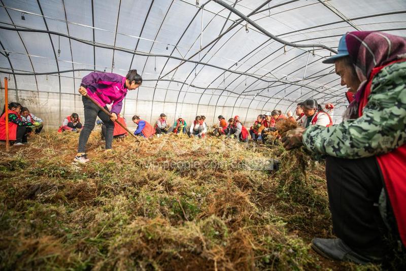 贵州毕节：鲜花育苗待春来-人民图片网