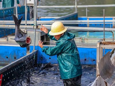 浙江淳安：活鱼转运 保障市场供应-人民图片网