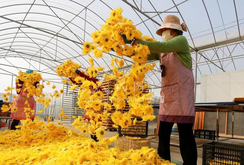 江苏东海：金丝皇菊采摘忙-人民图片网