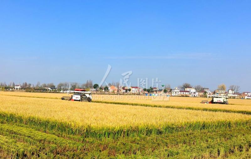 安徽庐江：抢收抢种忙-人民图片网