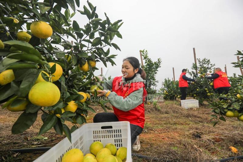 江西万安：“柚”见丰收-人民图片网