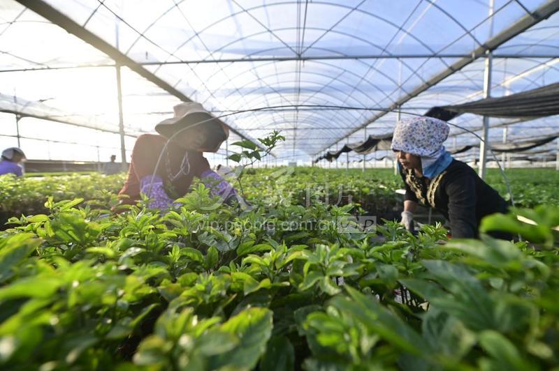贵州从江：百香果科技育备春耕-人民图片网