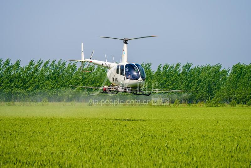 河南西平：做好“一喷三防” 确保夏粮丰收-人民图片网