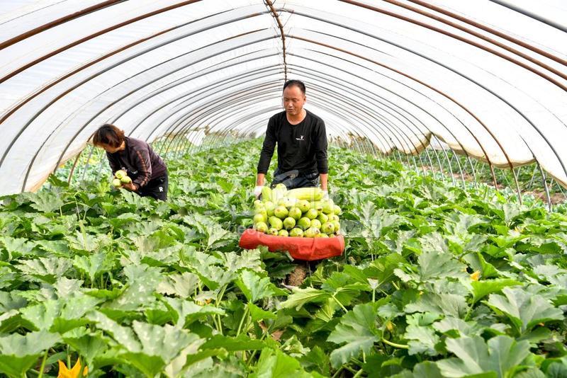 安徽亳州：笋瓜采收忙-人民图片网