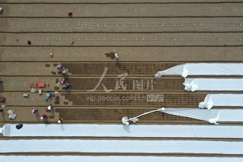 江苏淮安：订单育秧便民助增收-人民图片网