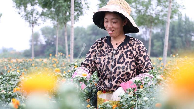 河北新河：夏至时节红花采收忙-人民图片网
