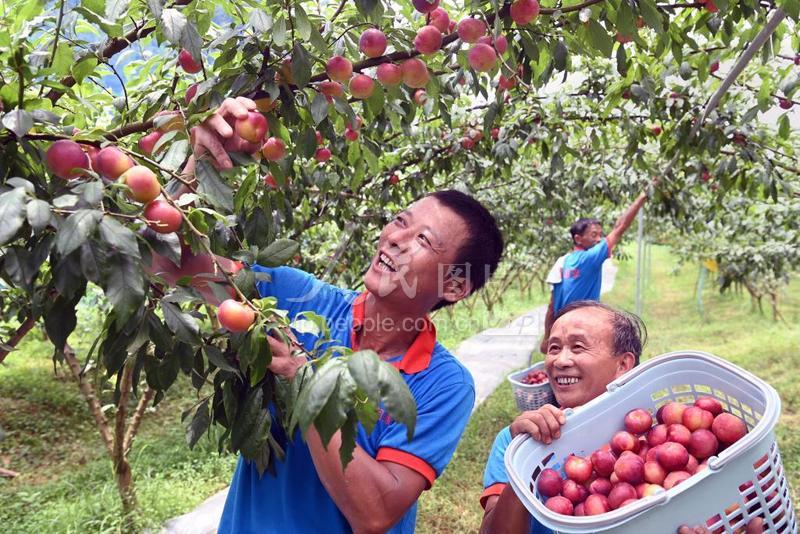 江西万载：山坡林地李子红-人民图片网