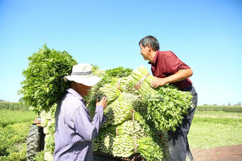 山东博兴：白露至 迎丰收-人民图片网