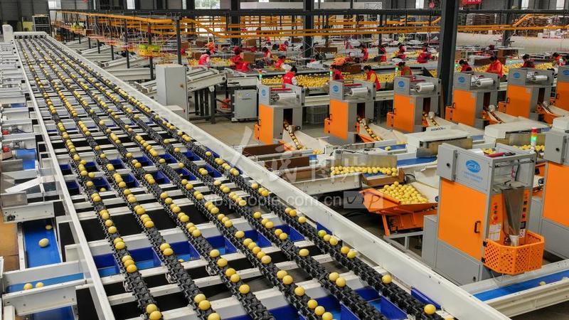 四川安岳：分选打包柠檬 抢“鲜”供应市场-人民图片网