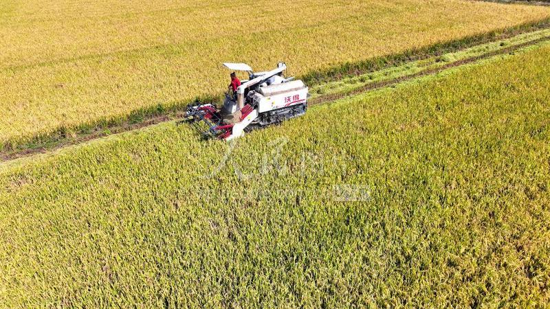 湖北通城：抢收晚稻 颗粒归仓-人民图片网