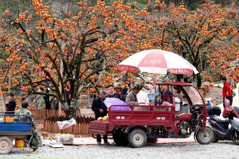 福建古田：柿子红 游客来-人民图片网