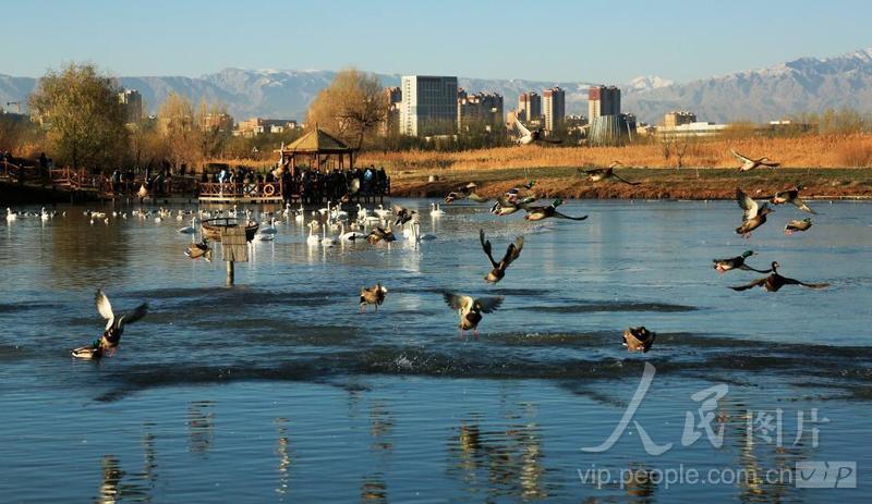 甘肃张掖：鹤舞湿地吸引市民观赏-人民图片网