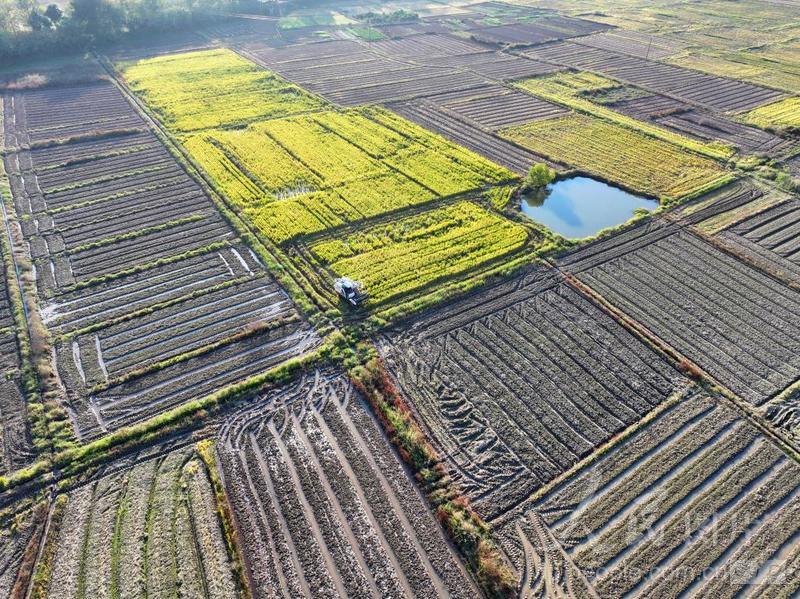 江西赣州：金色“丰”景入画来-人民图片网