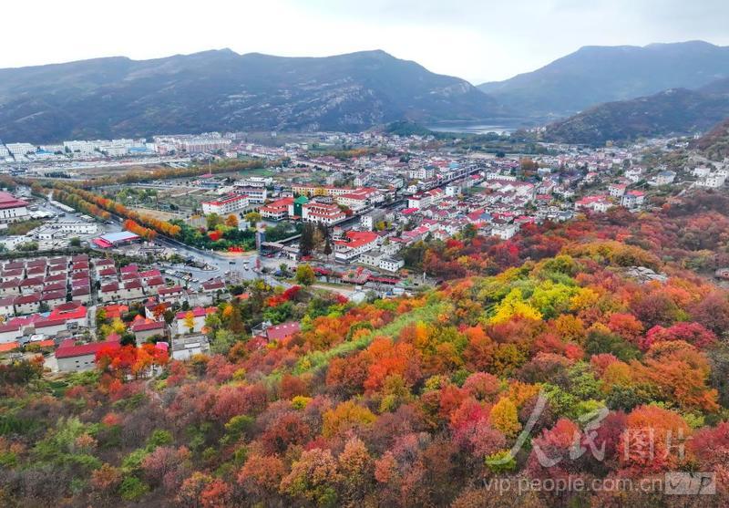 江苏连云港：枫叶红 银杏黄-人民图片网