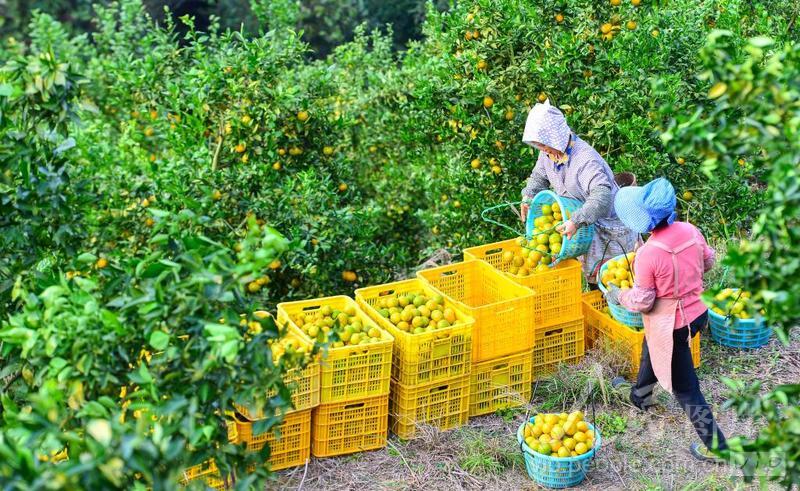 贵州从江：皇帝柑成熟上市-人民图片网